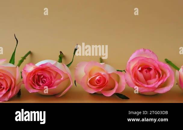 Delicate pink roses on beige background. Minimal trendy composition ...