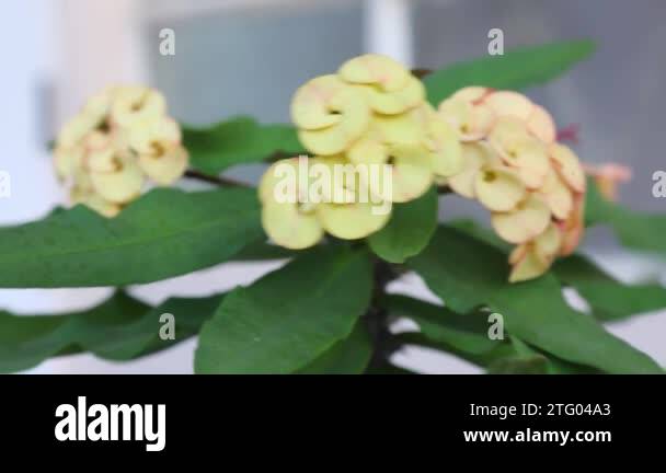 Mauritius thorn Stock Videos & Footage - HD and 4K Video Clips - Alamy