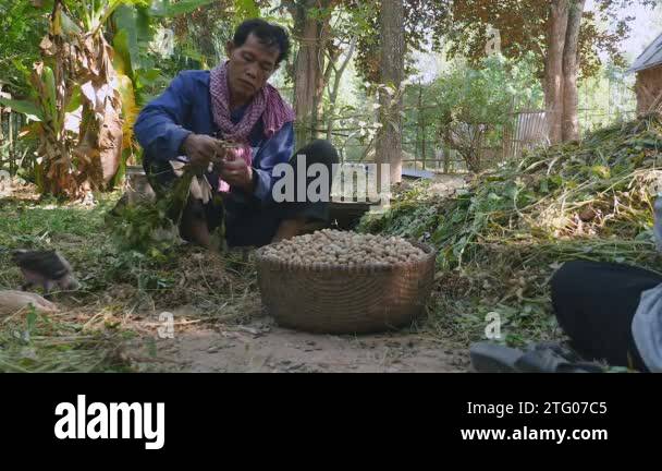 farmers sitting cross-legged on the ground of a farmyard and pulling ...