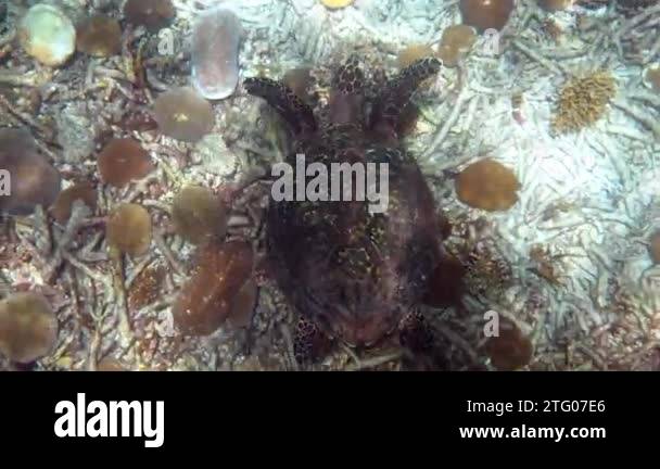 Hawksbill sea turtle slowly swimming in blue water through sunlight ...