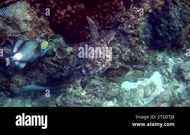 Hawksbill sea turtle glides in blue ocean on the background of coral ...