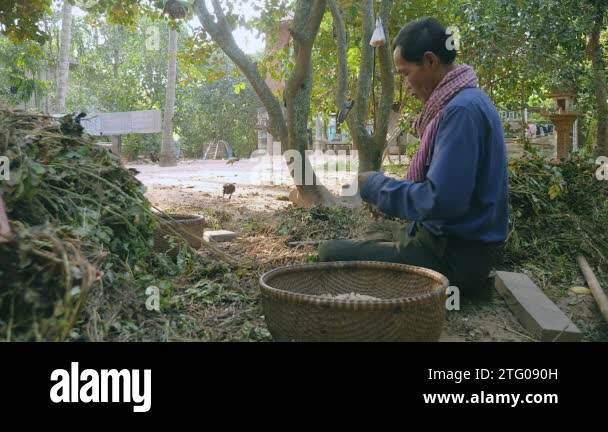 farmer sitting cross-legged on the ground of a farmyard and pulling ...
