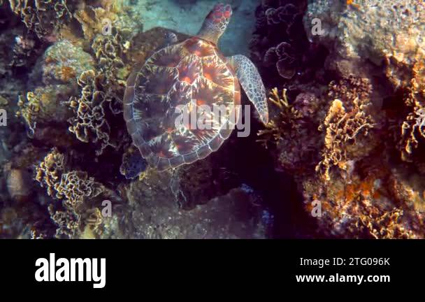 Hawksbill sea turtle glides in blue ocean on the background of coral ...