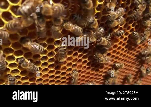 Hive frame with open and closed cells of honeycomb and bees Stock Video ...