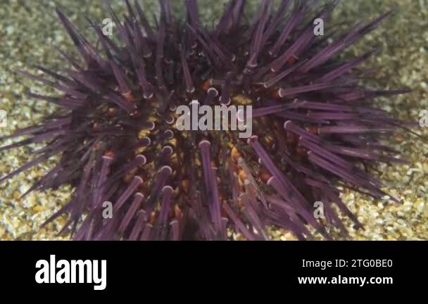 Sea urchin spines close up Stock Videos & Footage - HD and 4K Video ...