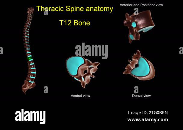 Thoracic spine T 12 bone anatomy for medical concept 3D animation with ...