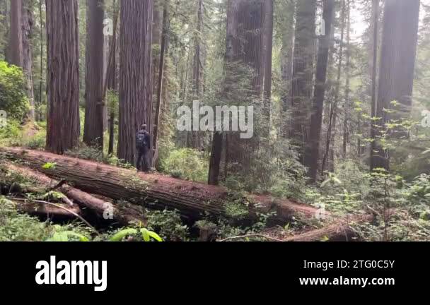 A man stands on a fallen giant redwood tree, surrounded by massive live ...