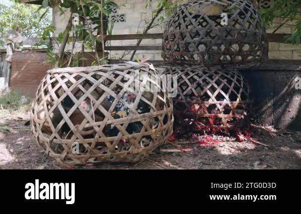 Dead bamboo Stock Videos & Footage - HD and 4K Video Clips - Alamy