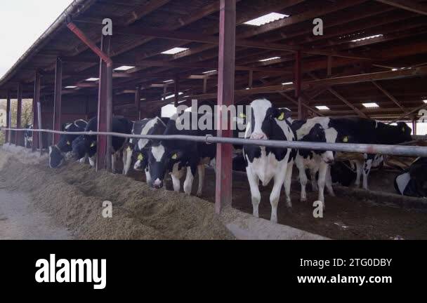 Cows at the Milk Production Factory. A factory worker starts the ...