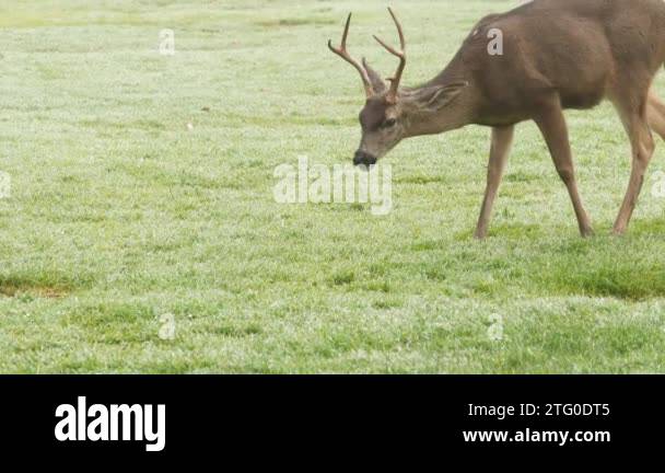 Mule deer stag Stock Videos & Footage - HD and 4K Video Clips - Alamy