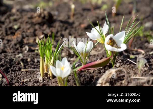 The first spring flowers are pollinated by honey bees. Collection of ...