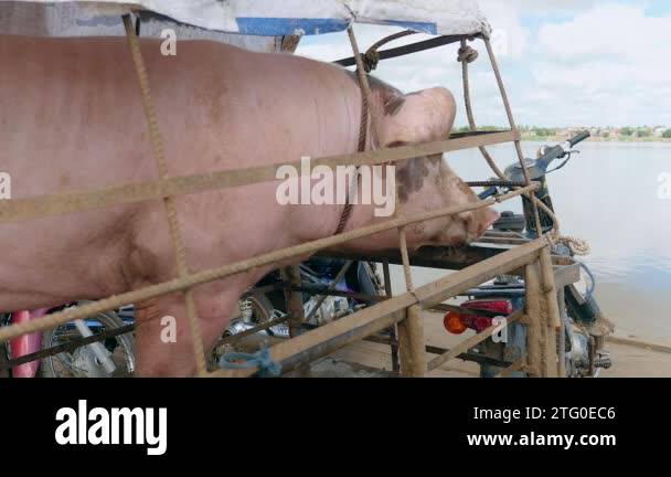 Pig ship Stock Videos & Footage - HD and 4K Video Clips - Alamy