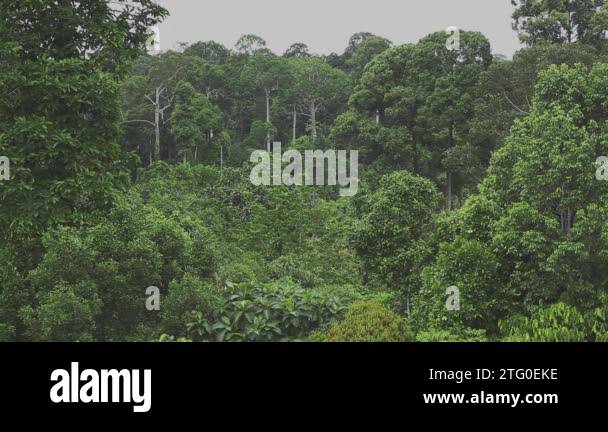 Canopy Panoramic view Bornean Rainforest Stock Video Footage - Alamy