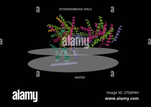 Structure of the human mitochondrial translocase of inner membrane ...