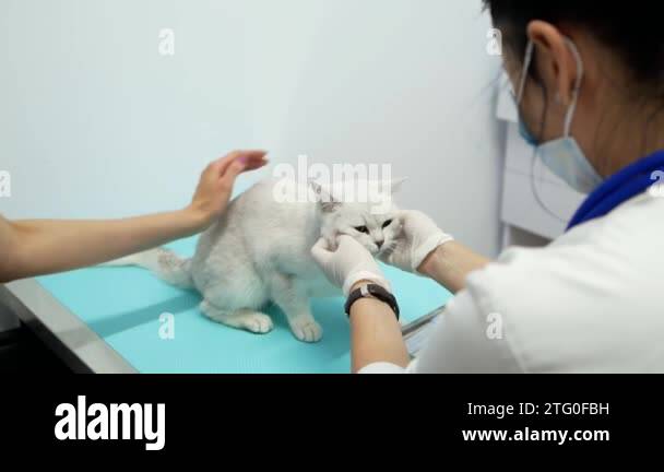 Pet doctor examines a sick cat in a pet clinic. Preparing the cat for ...