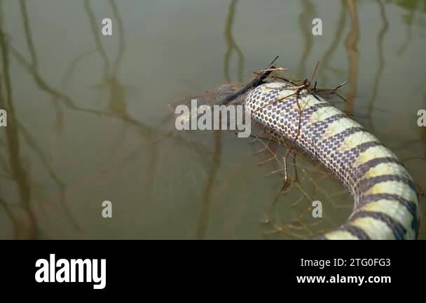 Snake fishing Stock Videos & Footage - HD and 4K Video Clips - Alamy