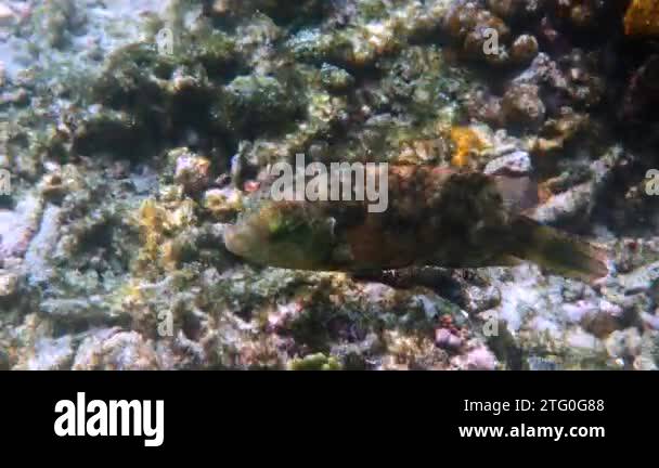 Underwater video of Cheilinus trilobatus or Tripletail wrasse swimming ...