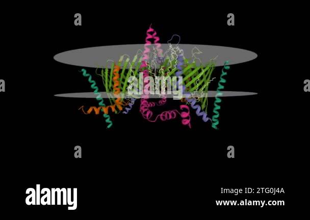 Structure Of Human Mitochondrial Translocase Of Outer Membrane Tom Complex Animated 3d
