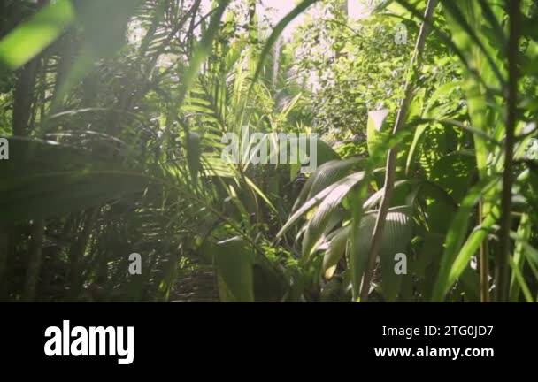 Topical insects Stock Videos & Footage - HD and 4K Video Clips - Alamy