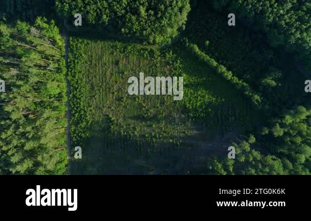 Aerial green forest deforestation in Stock Videos & Footage - HD and 4K ...