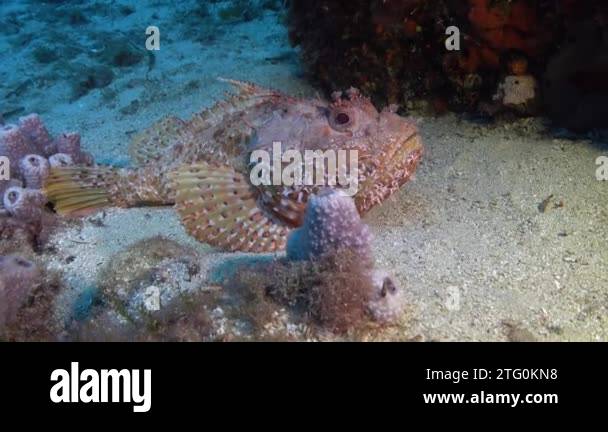 Underwater mediterranean wildlife Stock Videos & Footage - HD and 4K ...
