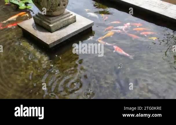 Koi fish kept in shallow ponds swim side by side with their flocks ...