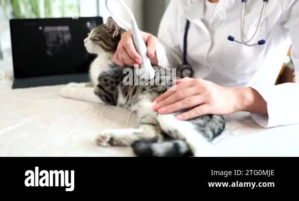 Cute cat undergoes ultrasound in veterinary clinic. Medical examination ...