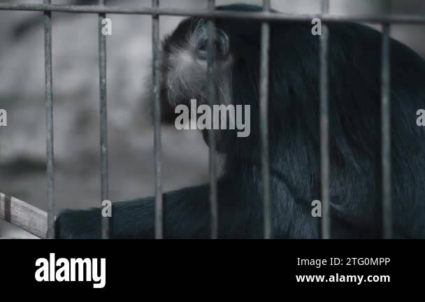 Macaque behind bars Stock Videos & Footage - HD and 4K Video Clips - Alamy