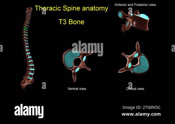 Thoracic spine T 3 bone anatomy for medical concept 3D animation with ...
