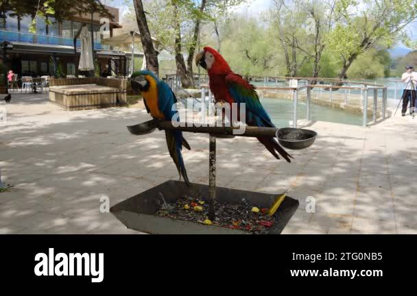 Colorful jungle animals Stock Videos & Footage - HD and 4K Video Clips ...