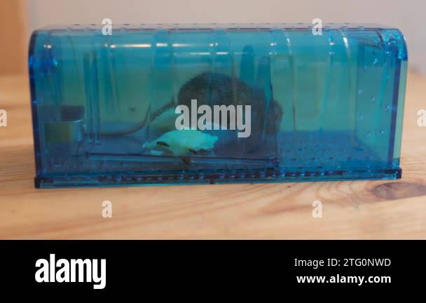 Mouse inside trap Stock Videos & Footage - HD and 4K Video Clips - Alamy