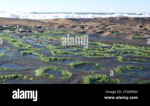 Rock pool ecosystem Stock Videos & Footage - HD and 4K Video Clips - Alamy
