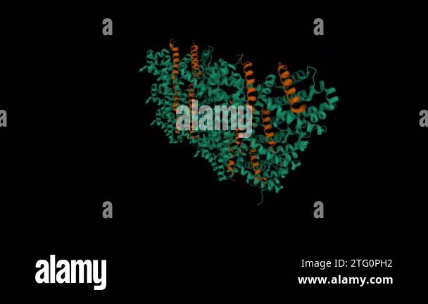 Induced myeloid leukemia cell differentiation protein Mcl-1 (green ...