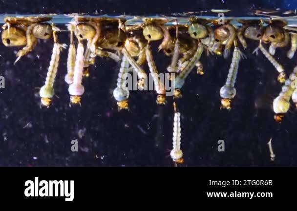 Mosquito, Larvae and Pupae in polluted water. Culex pipiens (the common ...