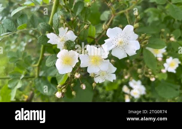 Rosa multiflora rose species Stock Videos & Footage - HD and 4K Video ...