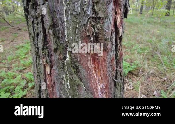 Traditional pine resin extraction process Stock Videos & Footage - HD ...
