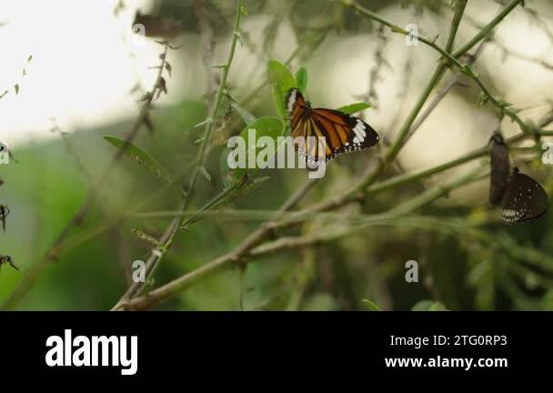 Wings horizontal Stock Videos & Footage - HD and 4K Video Clips - Alamy