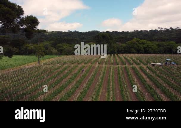 Plantations de thé Stock Videos & Footage - HD and 4K Video Clips - Alamy