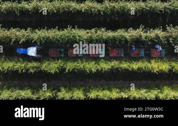 Fruit picking scene Stock Videos & Footage - HD and 4K Video Clips - Alamy