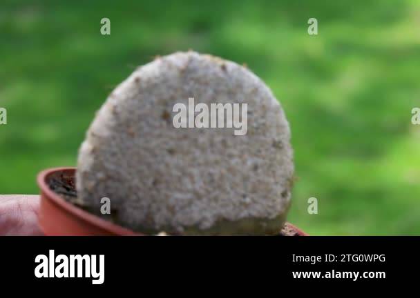 Parasite on scale insects Stock Videos & Footage - HD and 4K Video ...