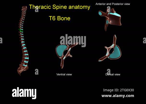 Thoracic spine T 6 bone anatomy for medical concept 3D animation with anterior and posterior ...