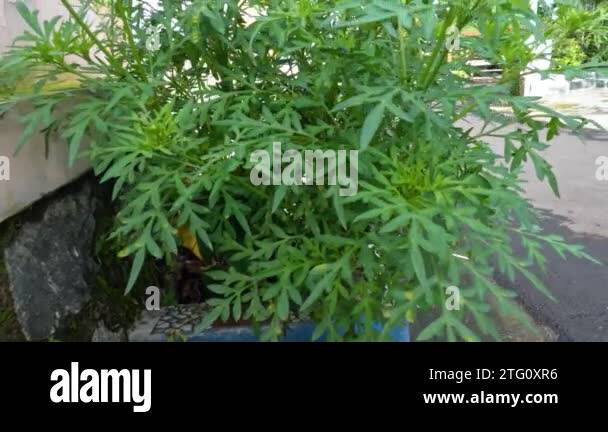 The cosmos plant is releasing flower buds that will bloom, the leaves ...