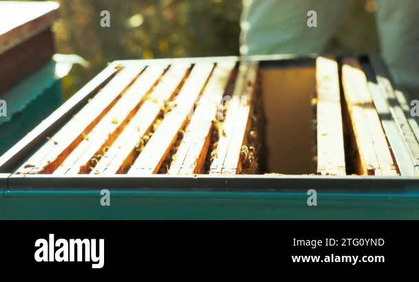 Yellow beehive full honey Stock Videos & Footage - HD and 4K Video ...