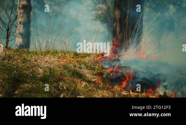 Cinematic establishing shot of a wildfire spreading through lush green ...