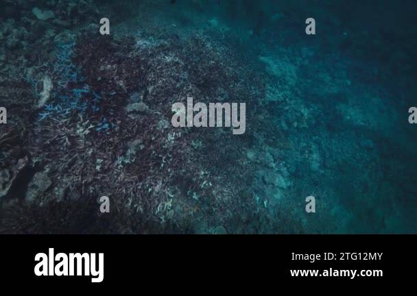 Reef damaged by coral bleaching. Climate change, ocean acidification ...