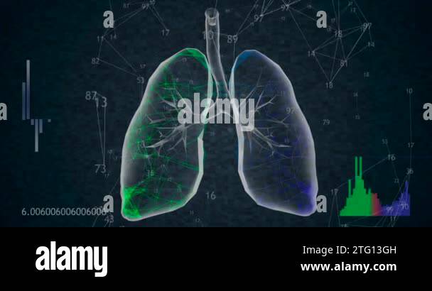 Rotating 360 low polygonal lungs 3D model on black background with ...