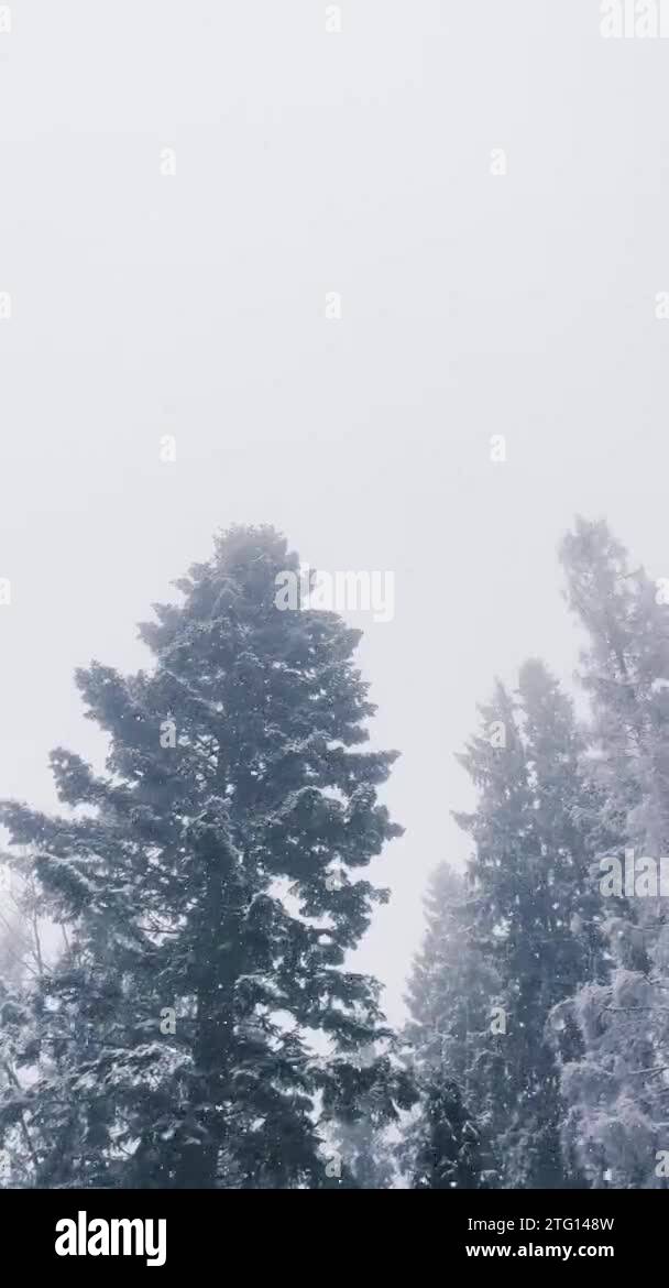 Falling snow between pine trees during heavy snowfall in winter dense ...
