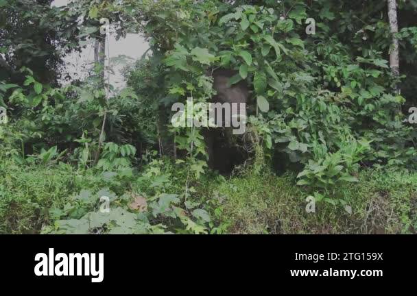 Bornean elephant elephas maximus borneensis Stock Videos & Footage - HD ...