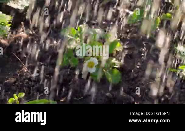 Musk bush Stock Videos & Footage - HD and 4K Video Clips - Alamy