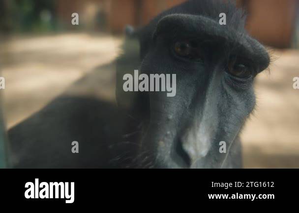 Sad monkey looking camera Stock Videos & Footage - HD and 4K Video ...